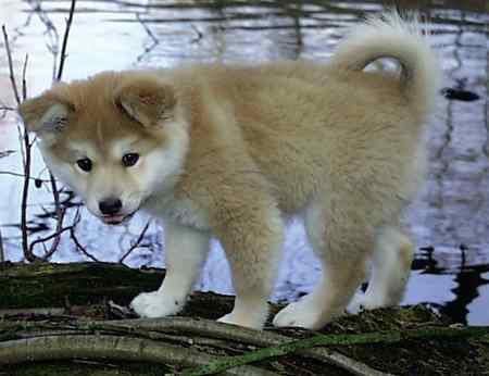 Kennel Halgrimm - Islandsk Fårehund