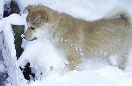 Kennel Halgrimm - Islandsk Fårehund
