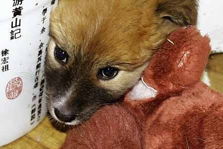 Kennel Halgrimm - Islandsk Fårehund