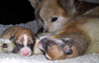 Kennel Halgrimm - Islandsk Fårehund